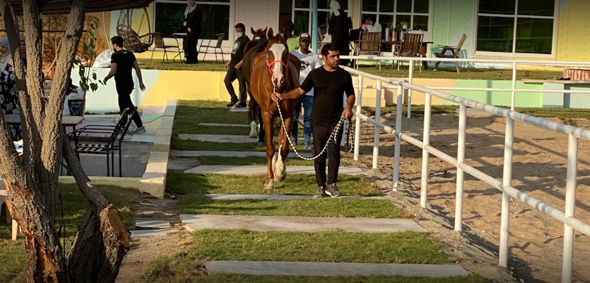 LAST LOOP STABLE (Horse Riding Academies) in Dubai | Get Contact Number ...