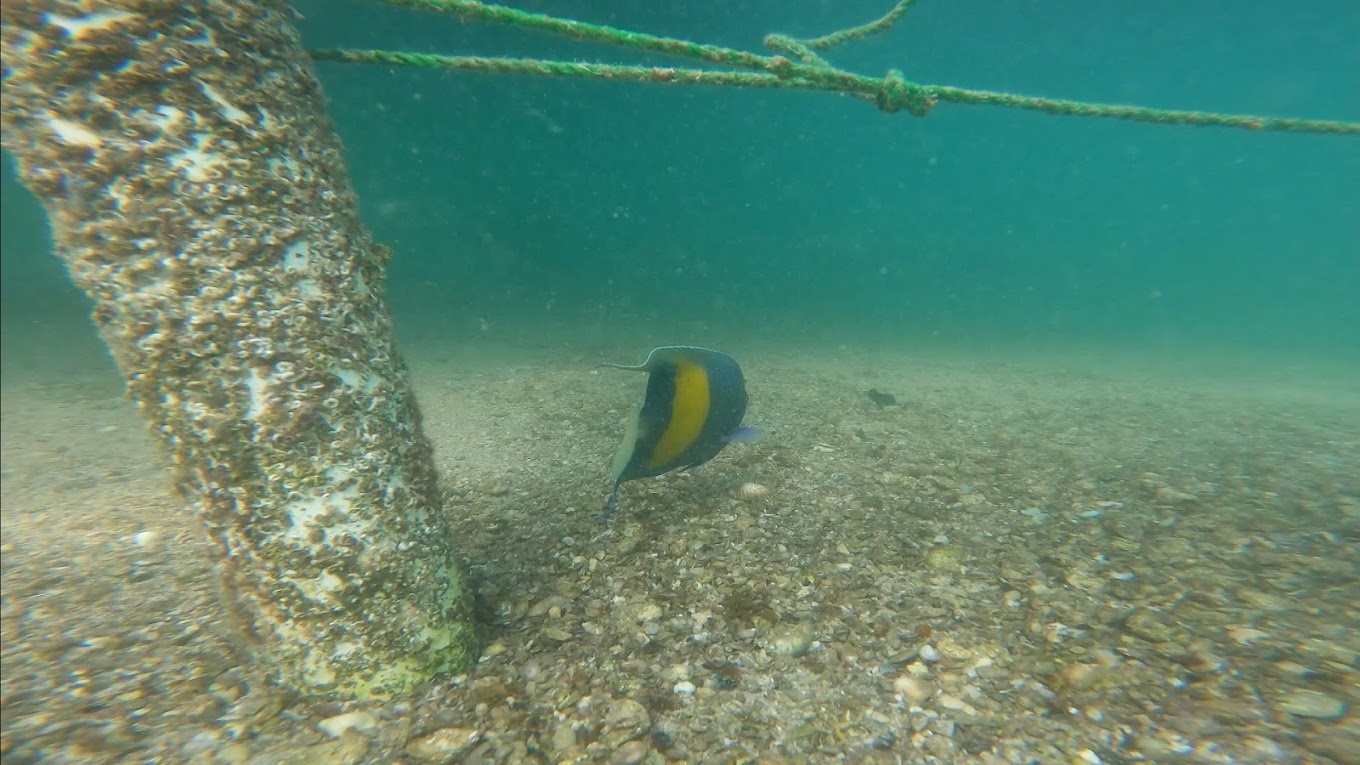 Dolphin Diving Services (Scuba Diving ) in Dubai | Get Contact Number, Address, Reviews, Rating ...