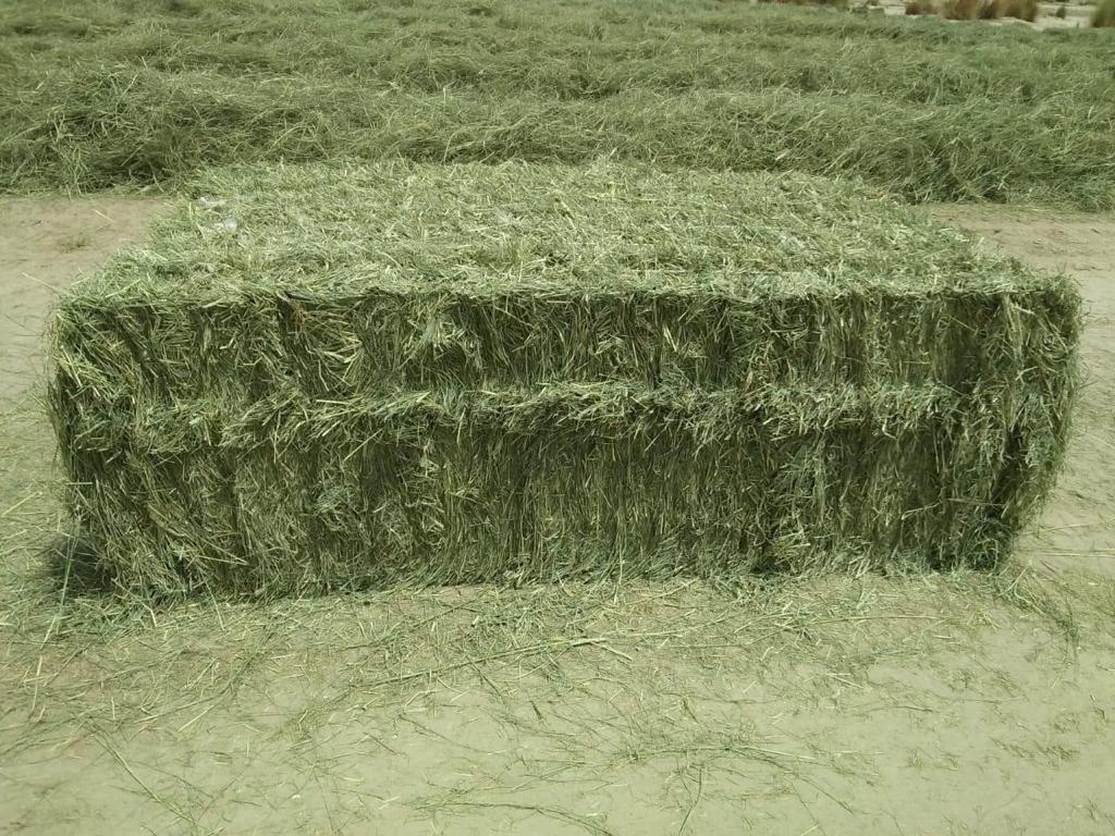 Nutritious Fodder Trading LLC (Animal Feed Stores) in Dubai | Get ...