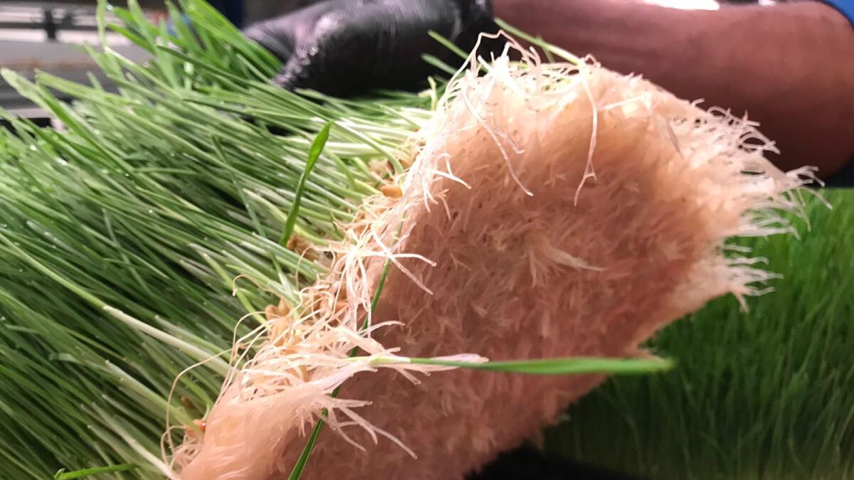 Nutritious Fodder Trading LLC (Animal Feed Stores) in Dubai | Get ...