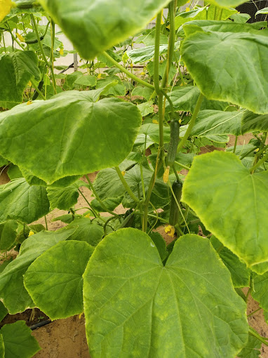 Desert Organic Farm (Organic Farms ) in Dubai | Get Contact Number ...