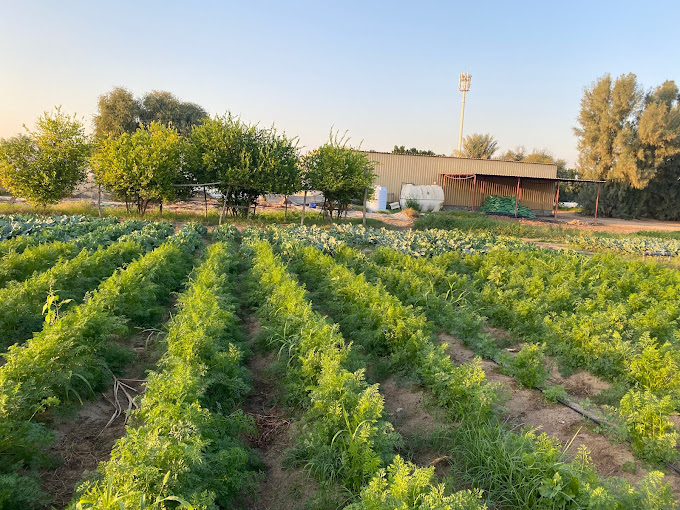 Desert Organic Farm (Organic Farms ) in Dubai | Get Contact Number ...