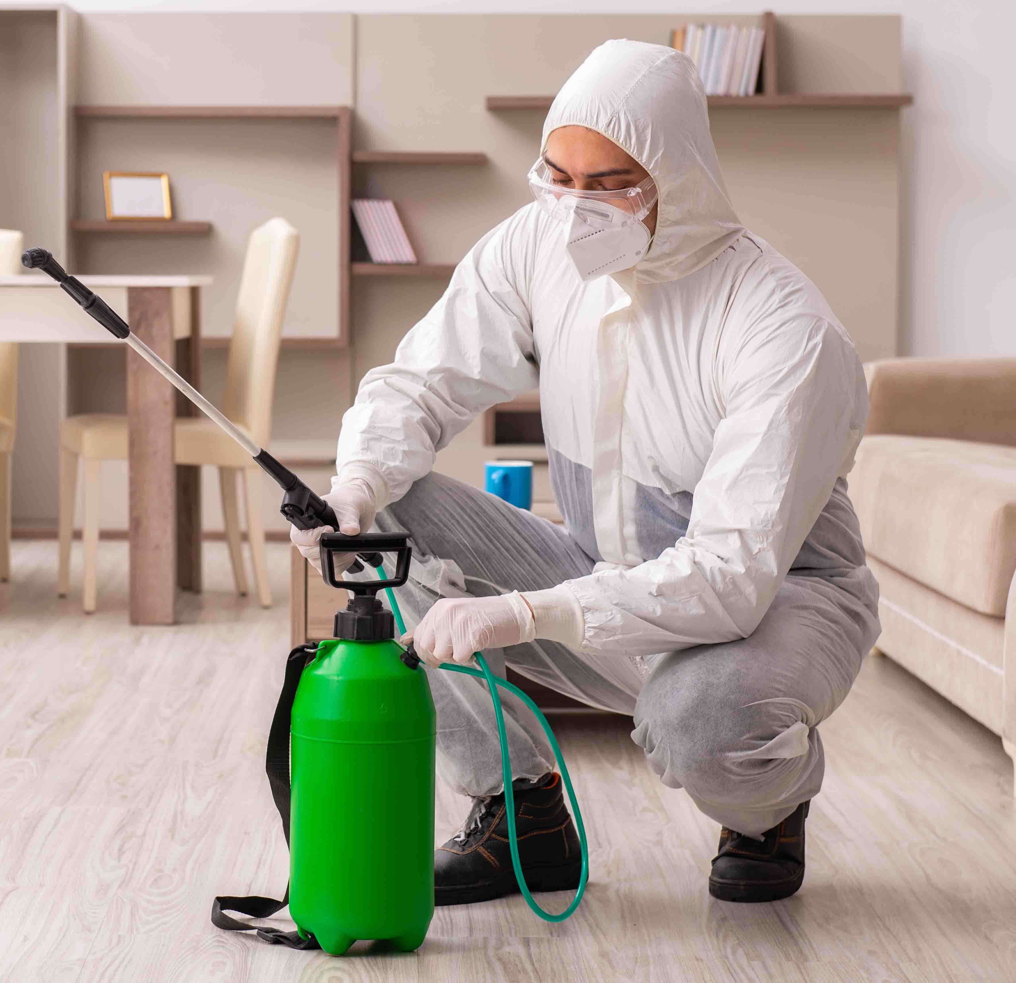 City Pest Control & Cleaning Co (Pest control service) in Deira | Get ...